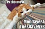 112 Funny Tuesday Memes to Cheer You Up With Pictures – Tiny Positive