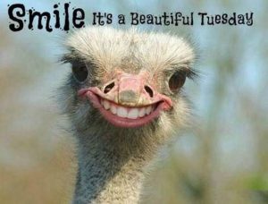 112 Funny Tuesday Memes to Cheer You Up With Pictures – Tiny Positive
