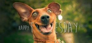 112 Funny Tuesday Memes to Cheer You Up With Pictures – Tiny Positive