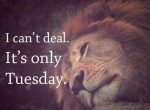 112 Funny Tuesday Memes to Cheer You Up With Pictures – Tiny Positive