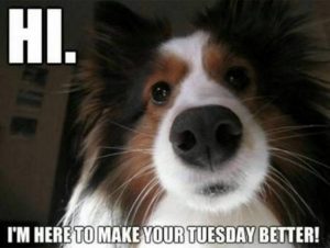 112 Funny Tuesday Memes to Cheer You Up With Pictures – Tiny Positive