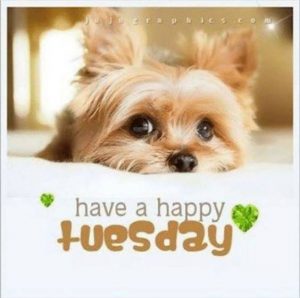 112 Funny Tuesday Memes to Cheer You Up With Pictures – Tiny Positive