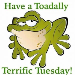 112 Funny Tuesday Memes to Cheer You Up With Pictures – Tiny Positive