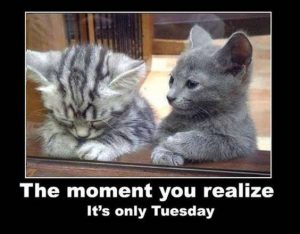 112 Funny Tuesday Memes to Cheer You Up With Pictures – Tiny Positive