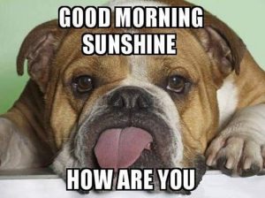 95 Funny Good Morning Memes With Images To Cheer You Up – Tiny Positive