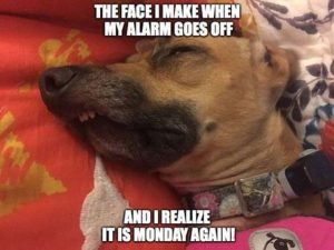 80 Funny Monday Memes to Cheer You Up With Pictures – Tiny Positive