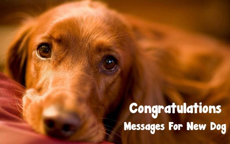 115 Funny New Job Wishes Messages - What to Write in a Congratulations ...