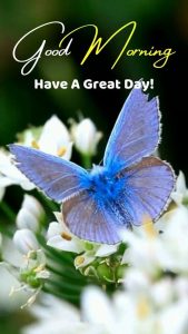 45 Amazing Beautiful Morning Pictures with Quotes And Good Morning ...