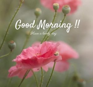 50 Good Morning My Love Quotes Images | True Love Messages – Tiny Positive