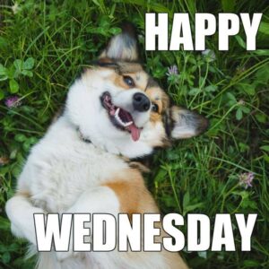 100+ Funny Wednesday Memes to Get You Through Hump Day – Tiny Positive