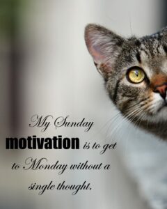 150+ Hilarious Funny Sunday Memes, Captions & GIFs – Tiny Positive