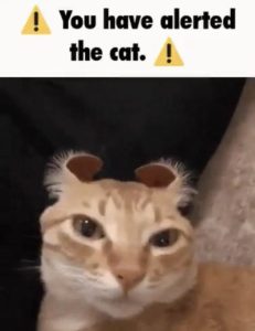 275 Cat Memes - Short and Funny Cat Captions – Page 7 of 11 – Tiny Positive