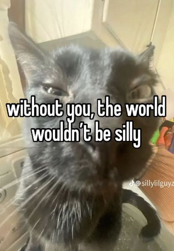 275 Cat Memes - Short and Funny Cat Captions – Page 9 of 11 – Tiny Positive