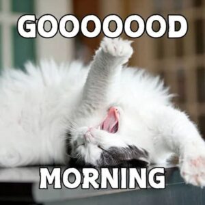 100 Good Morning Wednesday Memes - Hump Day Memes to Week – Tiny Positive