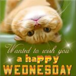 100 Good Morning Wednesday Memes - Hump Day Memes to Week – Tiny Positive