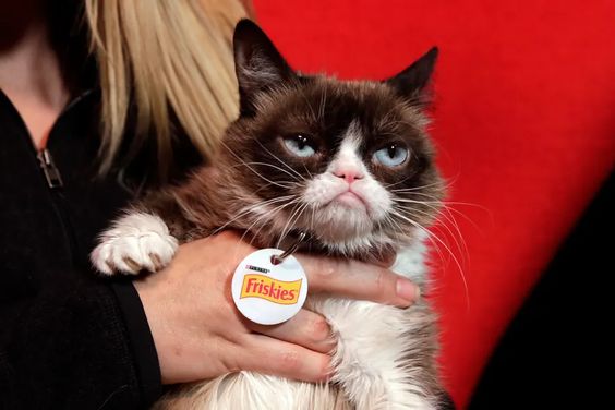 50 Grumpy Cat Memes That Broke the Internet: Viral Humor, Emotional ...