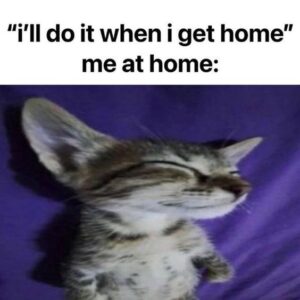 Sleeping Cat Memes: 30 Hilarious Snooze Moments Melt Hearts