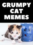 50 Grumpy Cat Memes That Broke the Internet: Viral Humor, Emotional ...