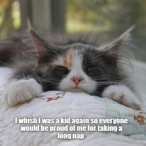 Sleeping Cat Memes: 30 Hilarious Snooze Moments Melt Hearts