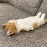 Sleeping Cat Memes: 30 Hilarious Snooze Moments Melt Hearts