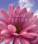 100+ Best Happy Tuesday Images & Greetings! Share the Vibe! – Tiny Positive
