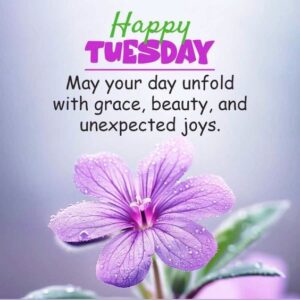 100+ Best Happy Tuesday Images & Greetings! Share the Vibe! – Tiny Positive
