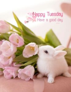 100+ Best Happy Tuesday Images & Greetings! Share the Vibe! – Tiny Positive
