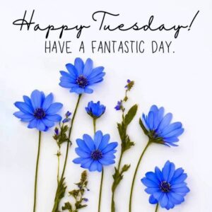 100+ Best Happy Tuesday Images & Greetings! Share the Vibe! – Tiny Positive