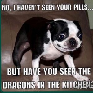 35 Funny Animal Memes, GIFs & Captions – Tiny Positive