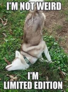 35 Funny Animal Memes, GIFs & Captions – Tiny Positive