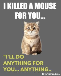 35 Funny Animal Memes, GIFs & Captions – Tiny Positive