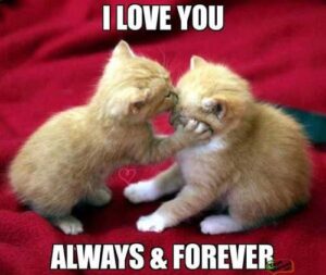 Love Memes: 25+ Wholesome & Funny Picks to Share in 2026 – Tiny Positive